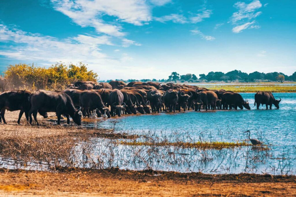 Things to Do in Botswana: Safari Adventures, Cultural Gems, and ...