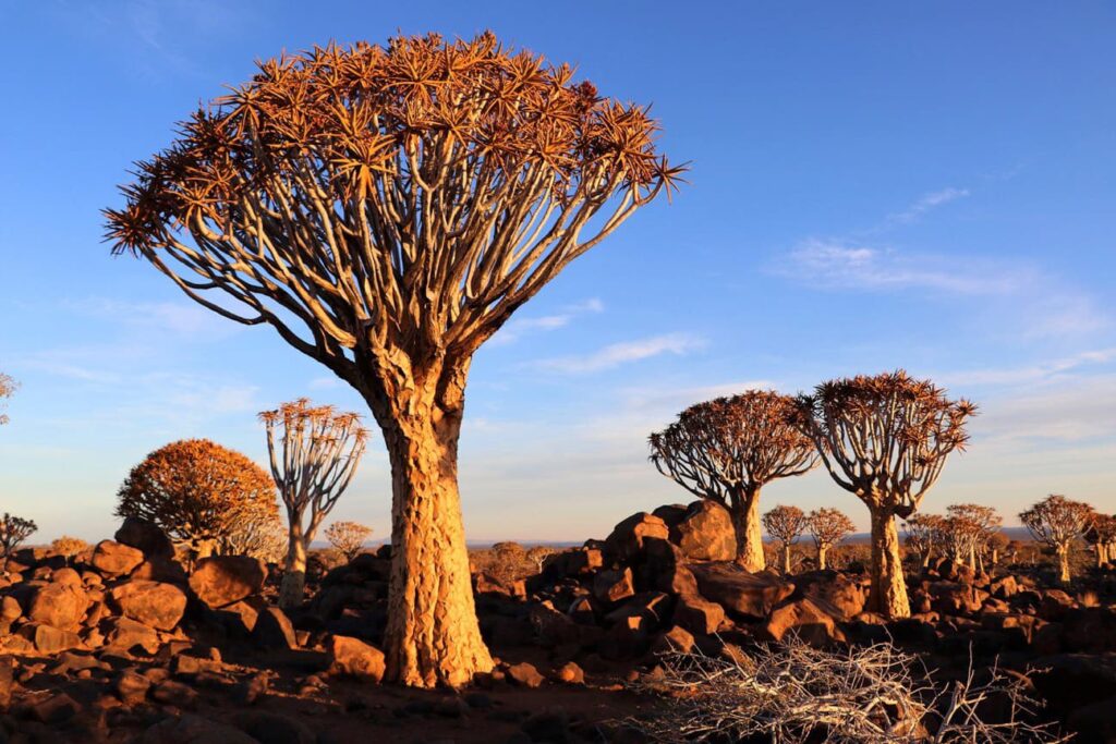 Things to Do in Namibia: Safari Adventures, Desert Wonders, and Hidden ...